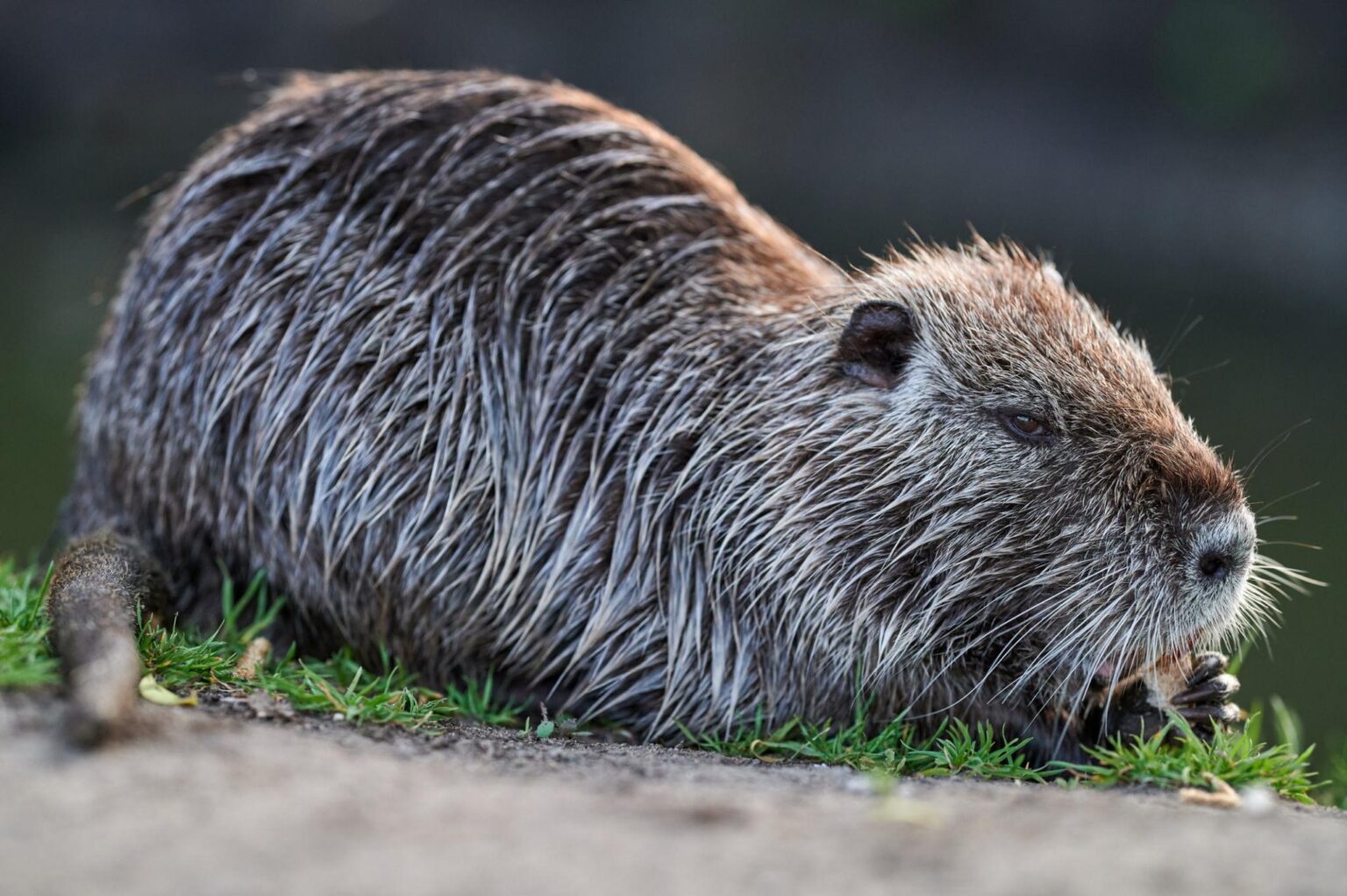 Capybara vs Nutria: How to Tell Them Apart